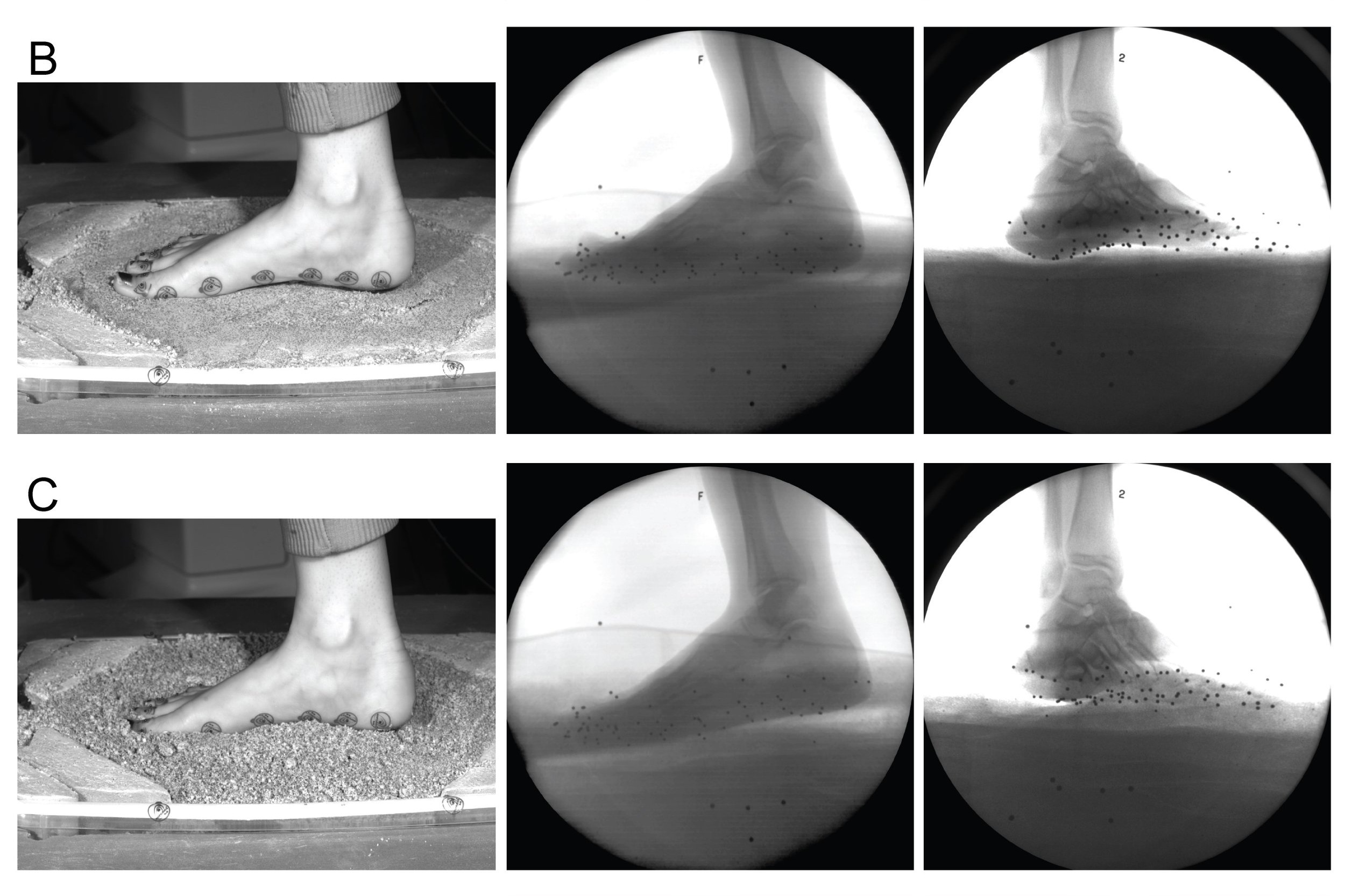 Hatala Lab – Hatala Lab